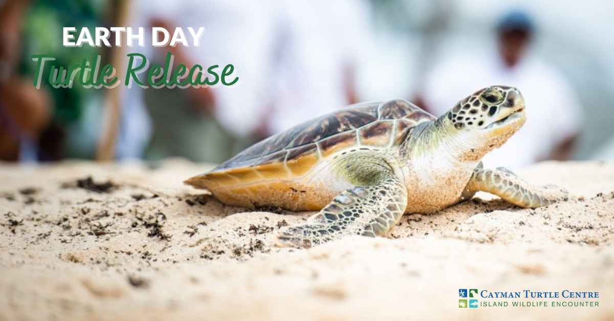 Earth Day Turtle Release | Cayman Parent