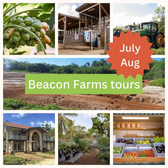 Beacon Farm Tour | Cayman Good Taste