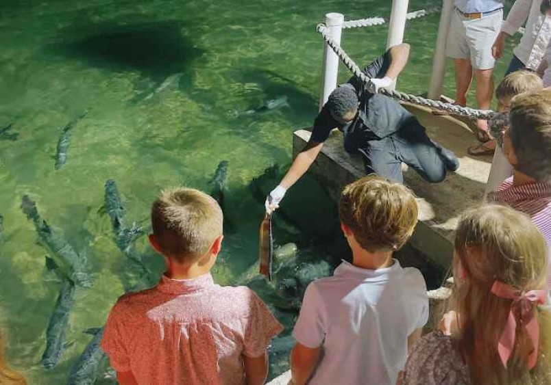 Tarpon Feeding at The Wharf | Cayman Good Taste